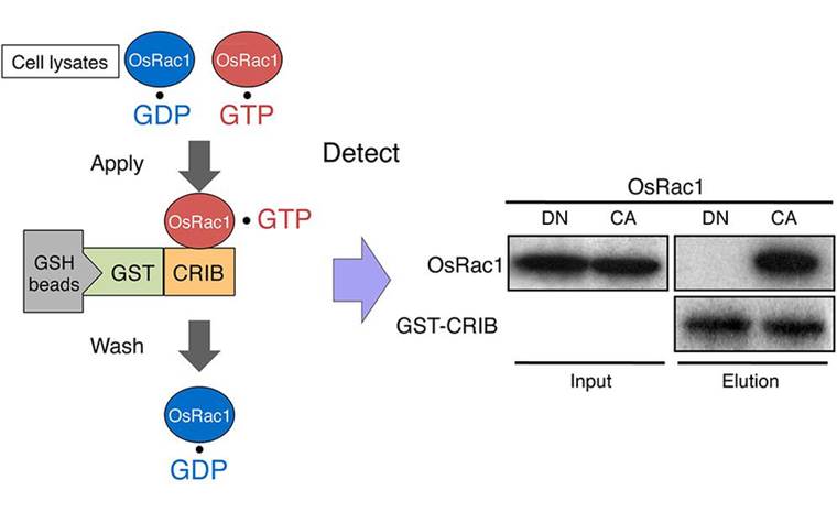 Pull-Down Assays - Creative BioMart